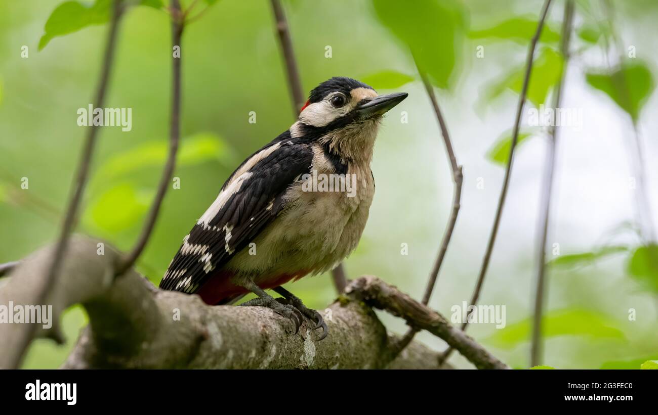 Spatz nest hi-res stock photography and images - Alamy