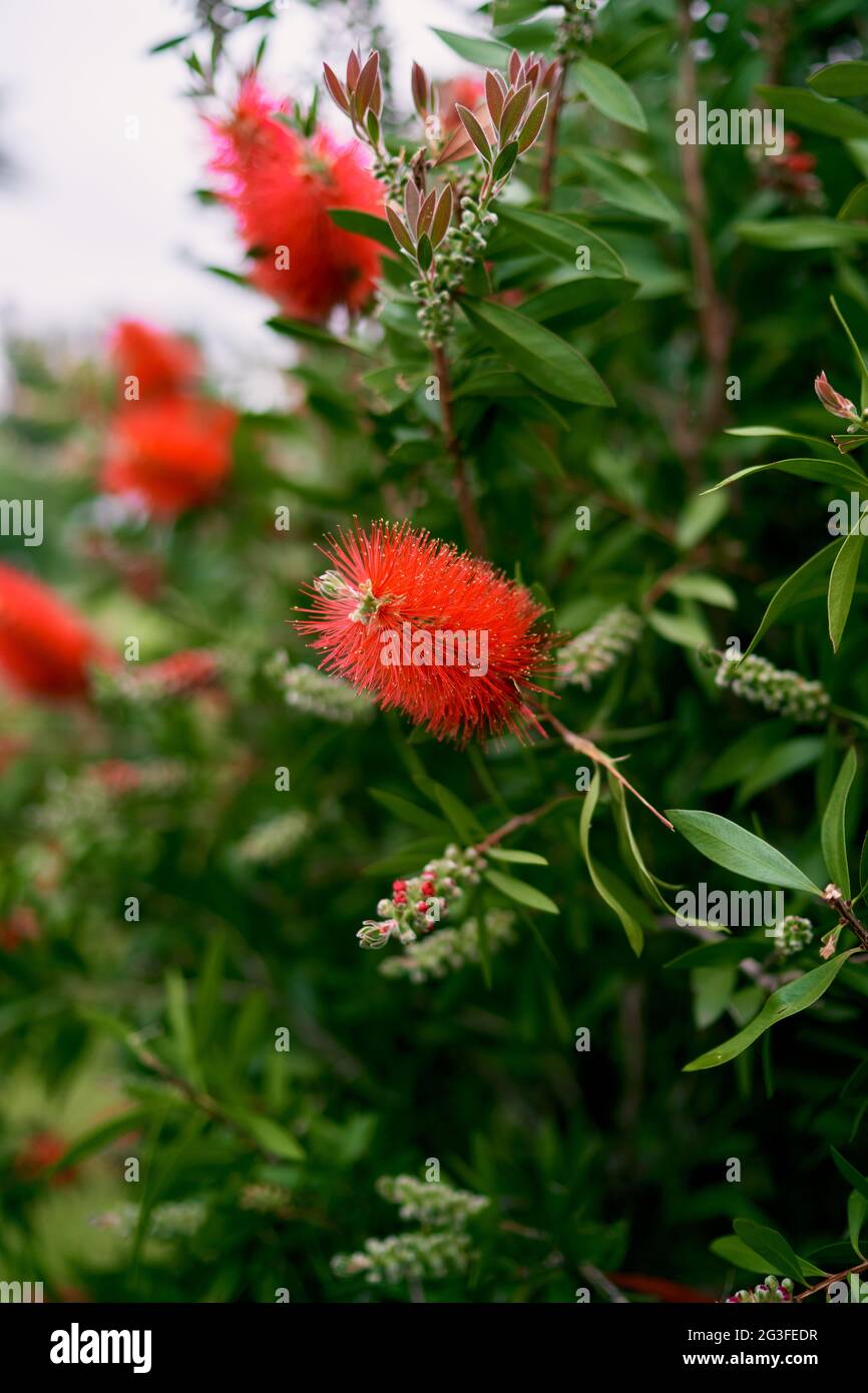 Red callistemon flowers on a green bush. Close-up Stock Photo - Alamy
