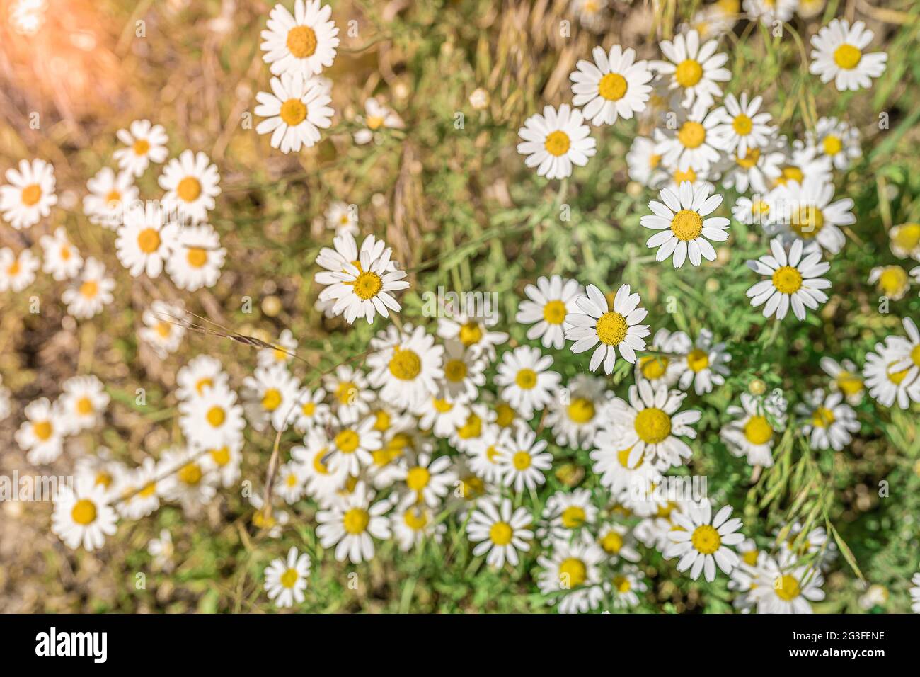 Field of summer daisies hi-res stock photography and images - Alamy