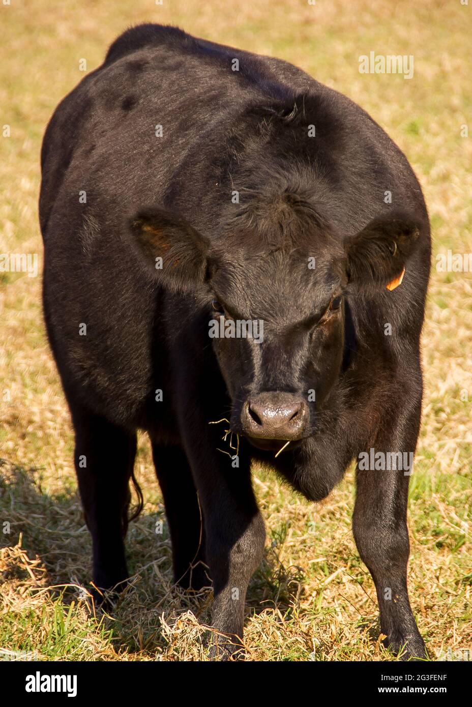 A young black bullock standing in a grassy field , looking at the ...
