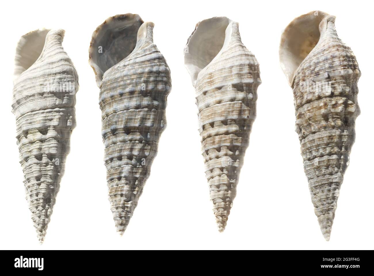 Muschel Cut Out Stock Images & Pictures - Alamy