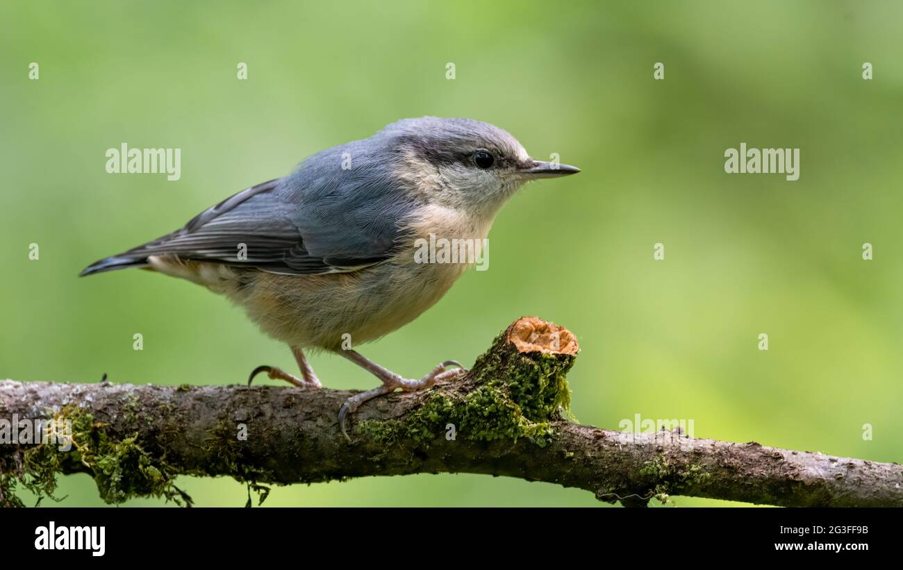 Spatz nest hi-res stock photography and images - Alamy