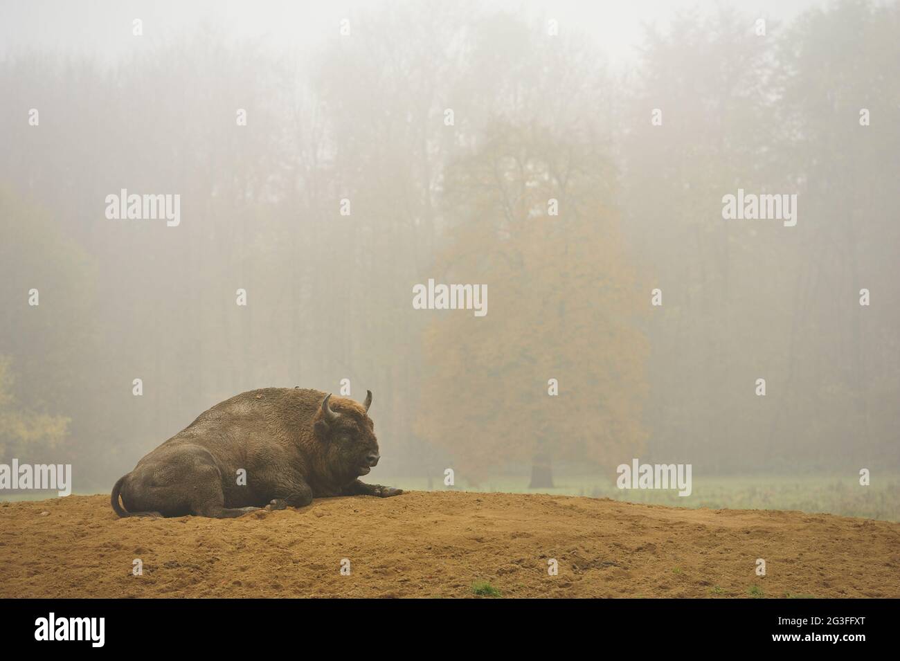 Focus animals hi-res stock photography and images - Alamy