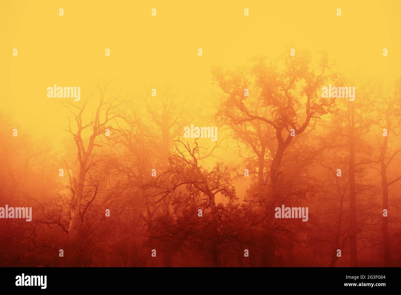 Sunbeams wild hi-res stock photography and images - Alamy