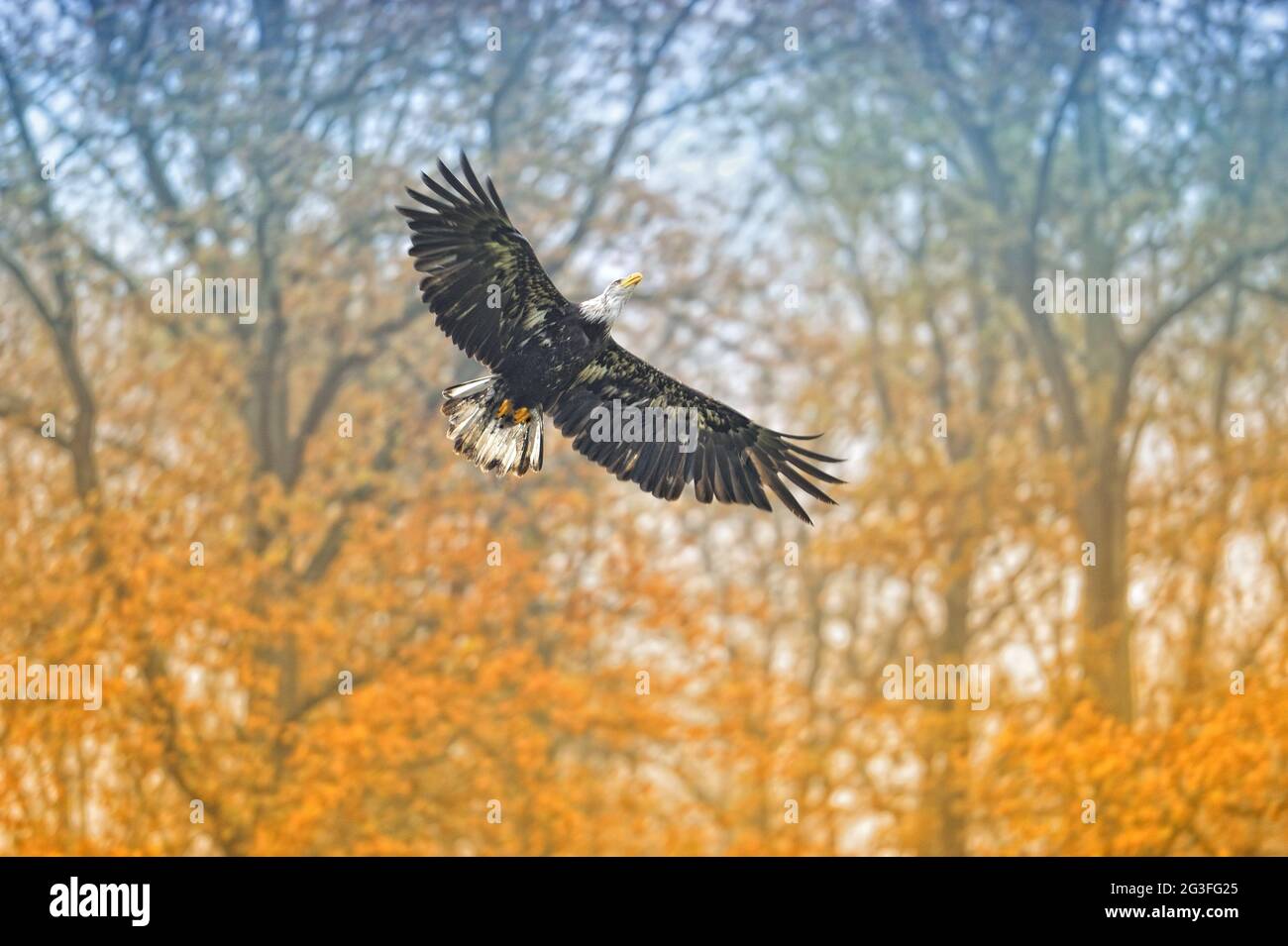 Vibrant animals hi-res stock photography and images - Alamy