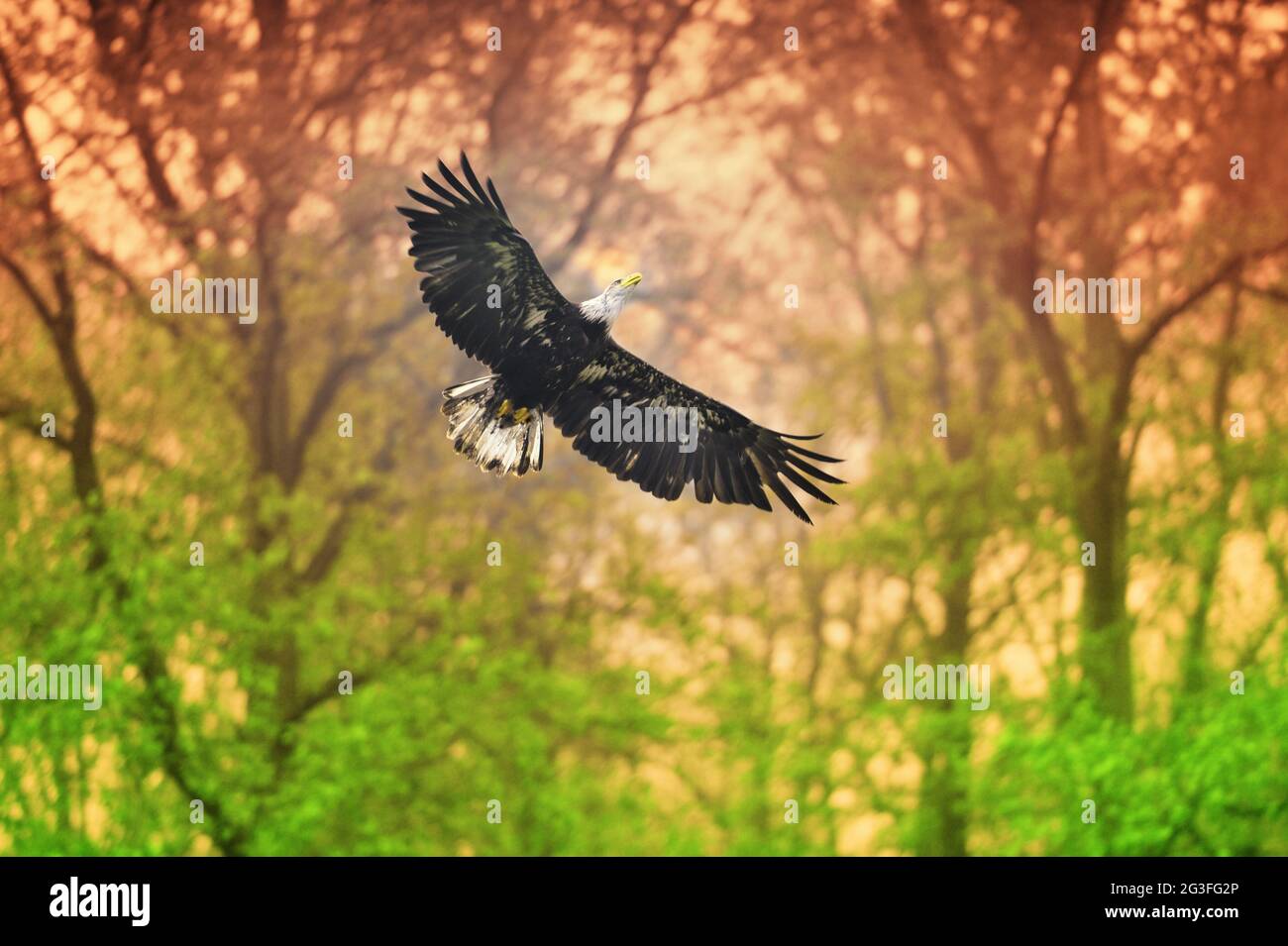 Shoot at animals hi-res stock photography and images - Alamy