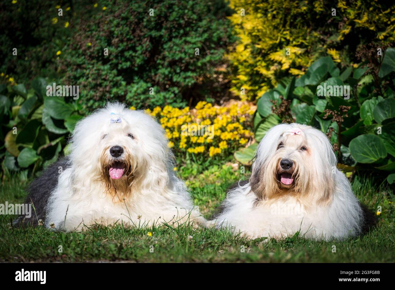 Bobtails High Resolution Stock Photography and Images - Alamy