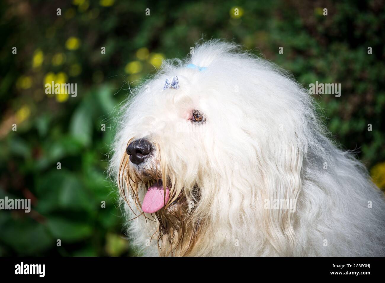 Bobtail hi-res stock photography and images - Alamy