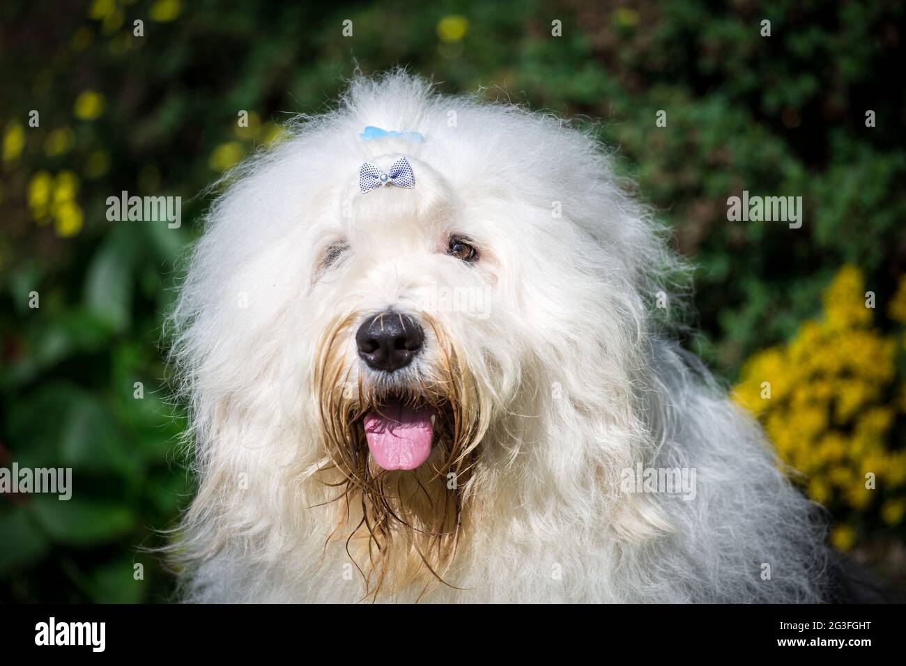 Bobtail hi-res stock photography and images - Alamy