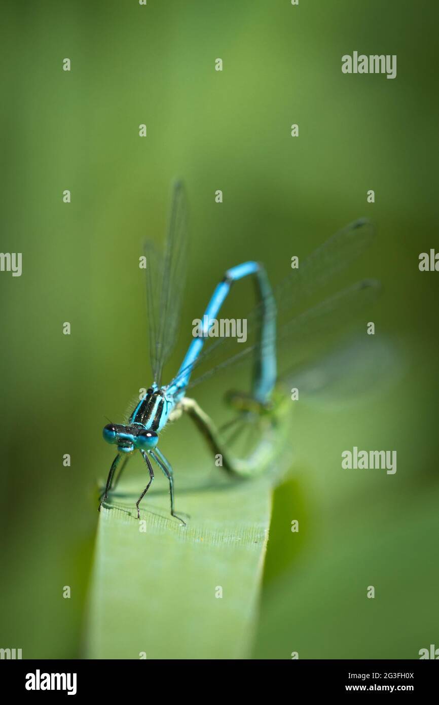 Dragonfly in love Stock Photo - Alamy