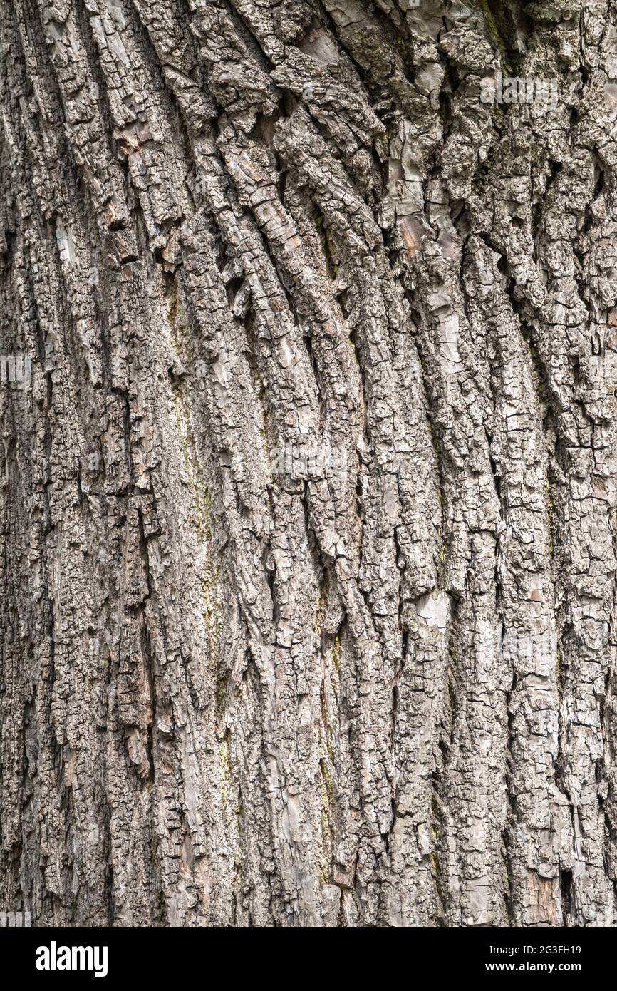The texture of the bark of an old apple tree. Detailed bark texture ...