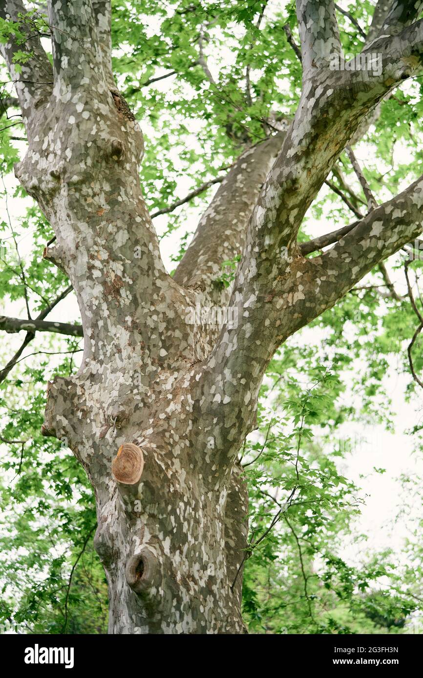 Green branches of an old plane tree. Close-up Stock Photo - Alamy