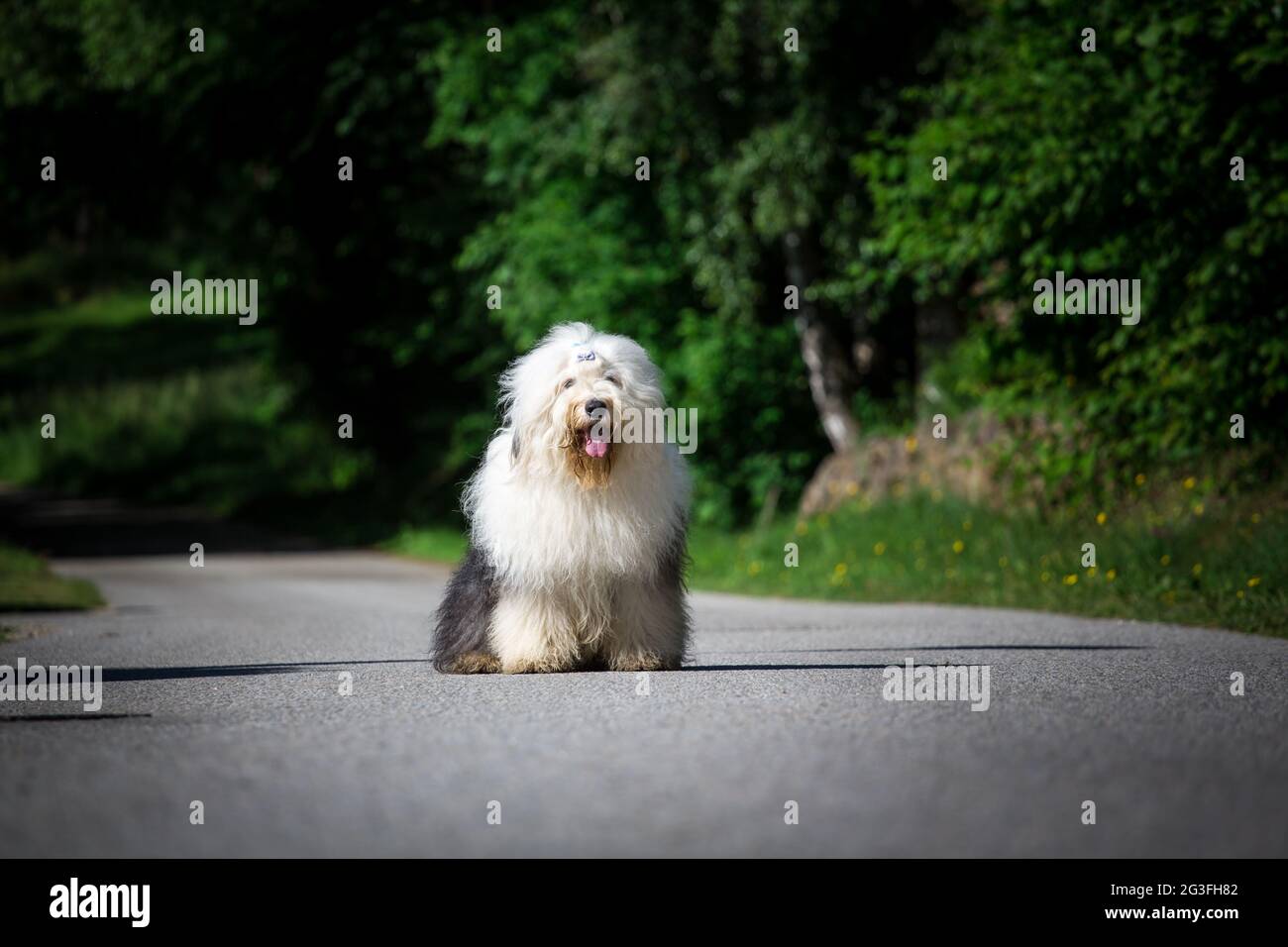 Old english sheepdog sitting hi-res stock photography and images - Alamy