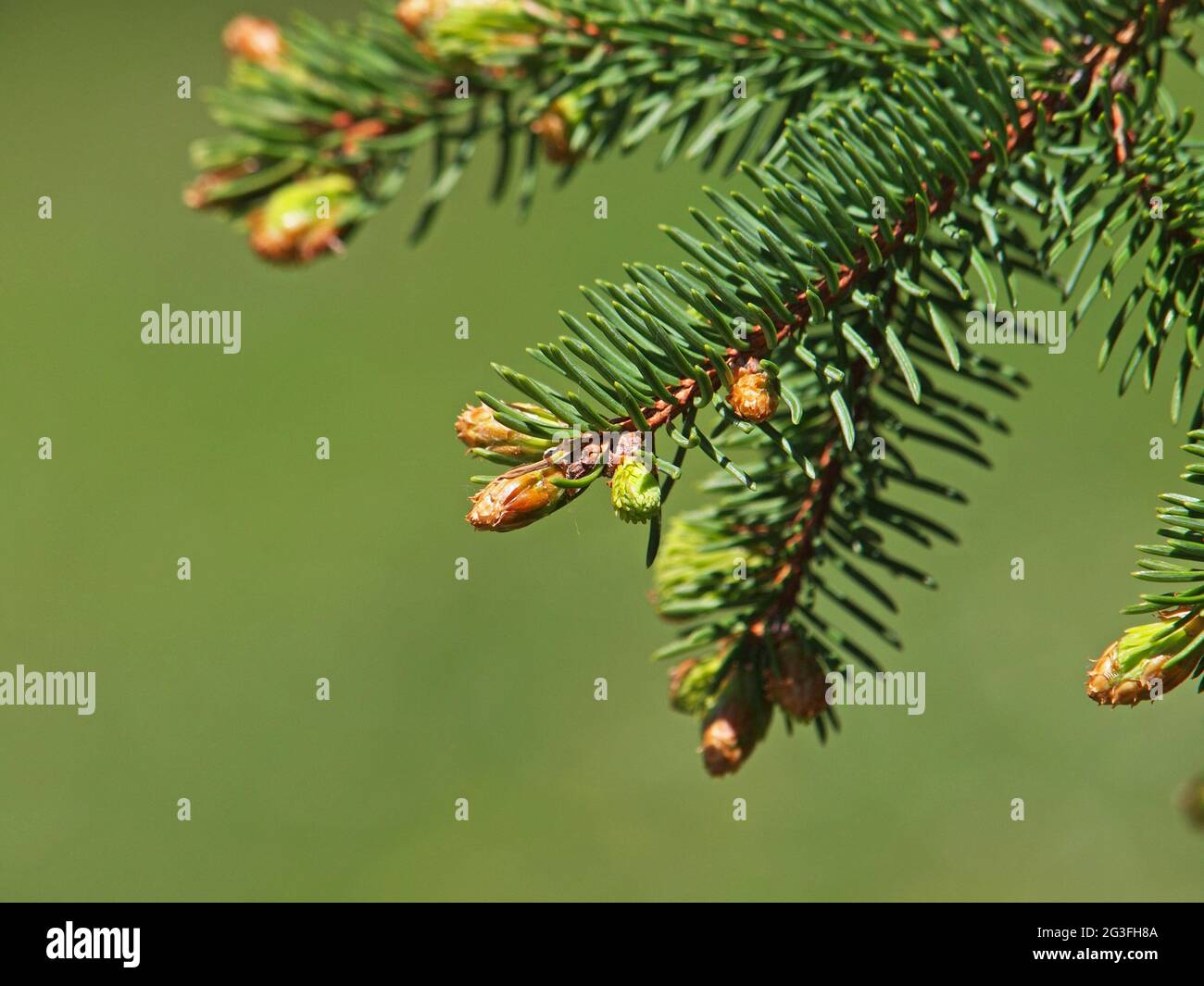 Fir tree branch with young buds Stock Photo - Alamy