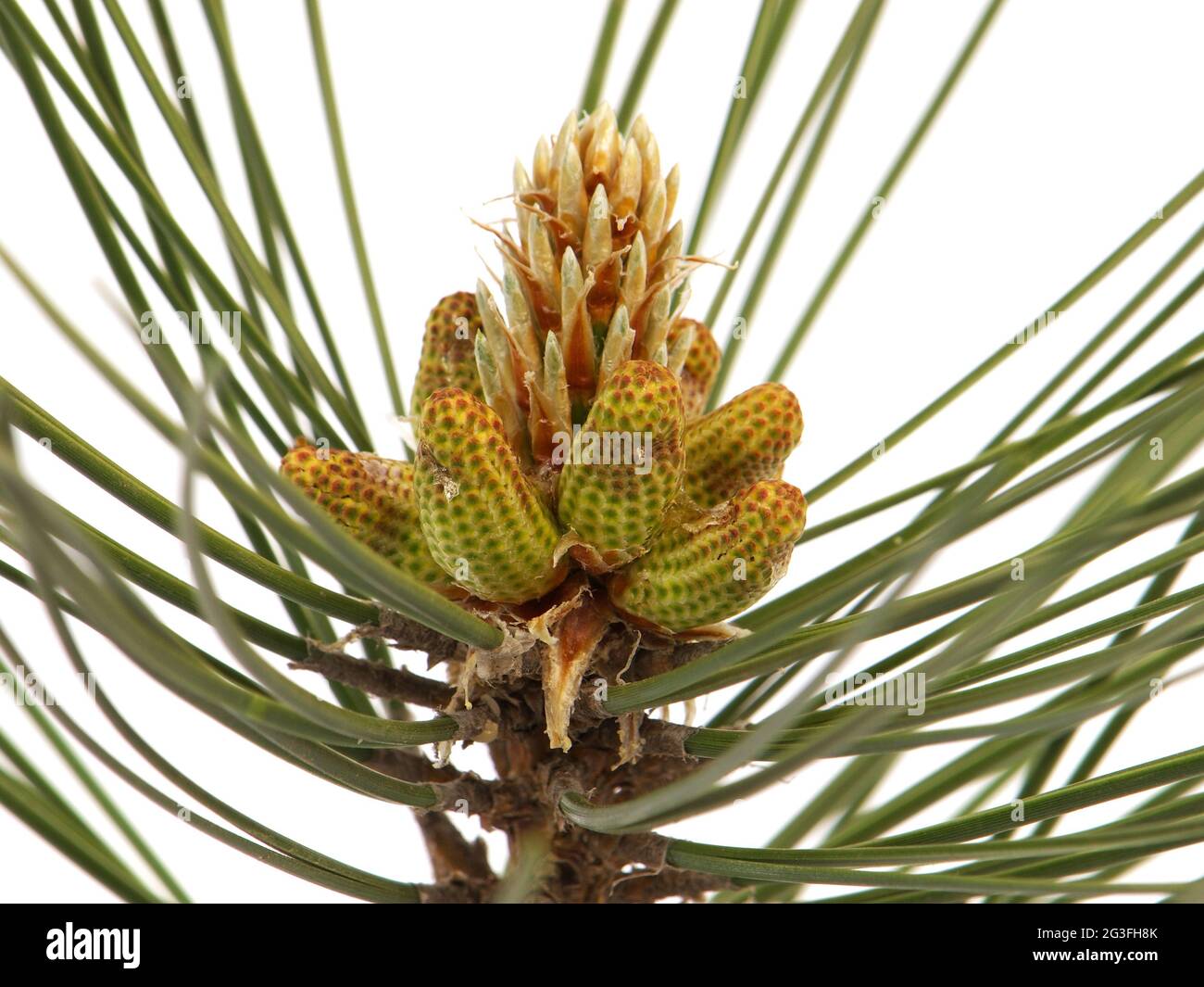Young pine buds isolated on white Stock Photo - Alamy