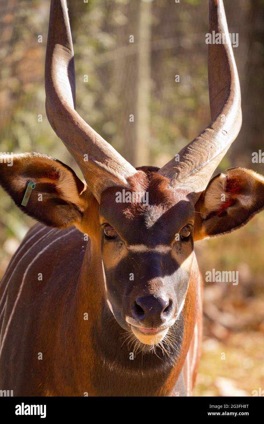 Bongo hi-res stock photography and images - Alamy