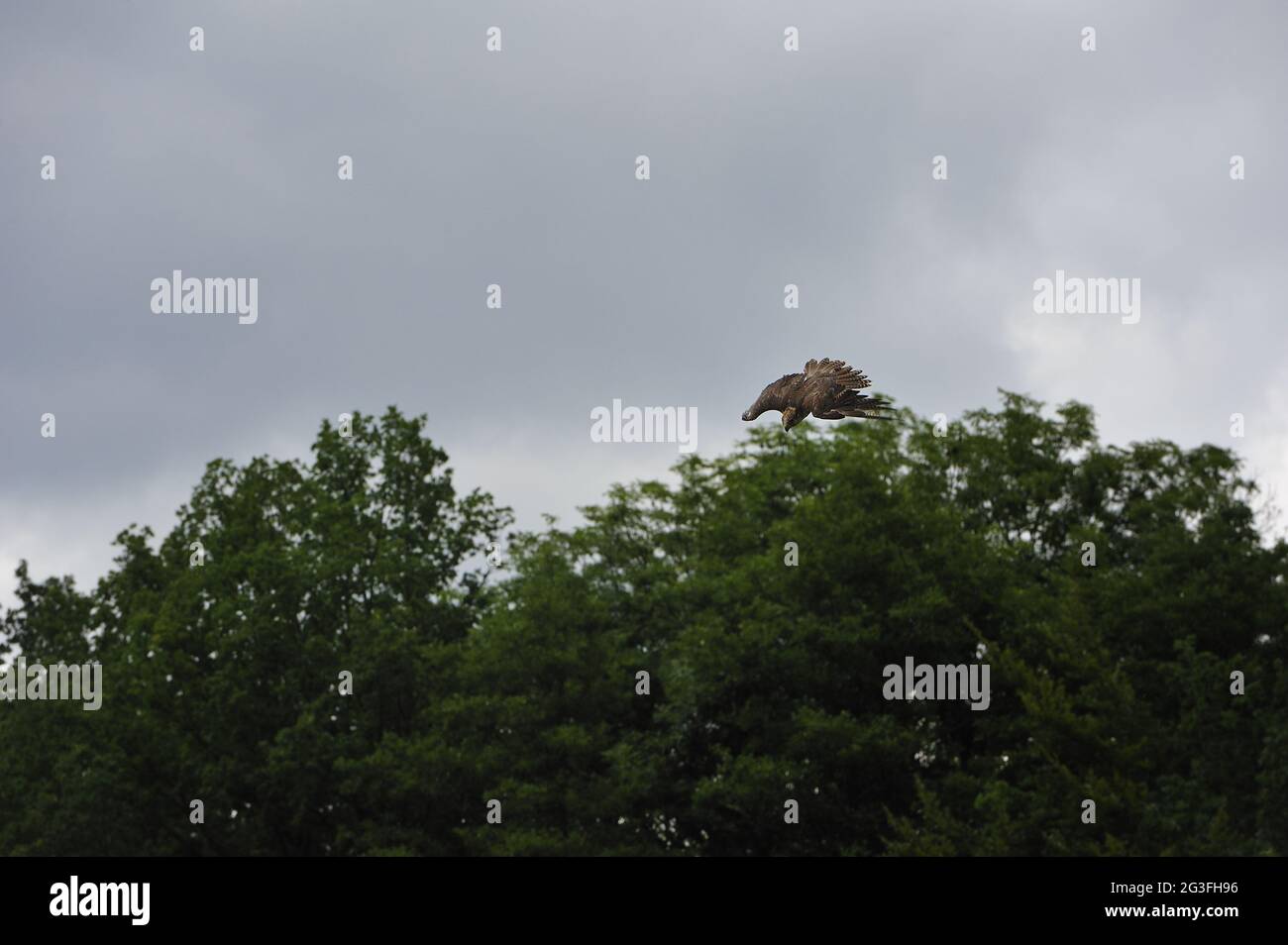 Flight of the Falcon Stock Photo - Alamy