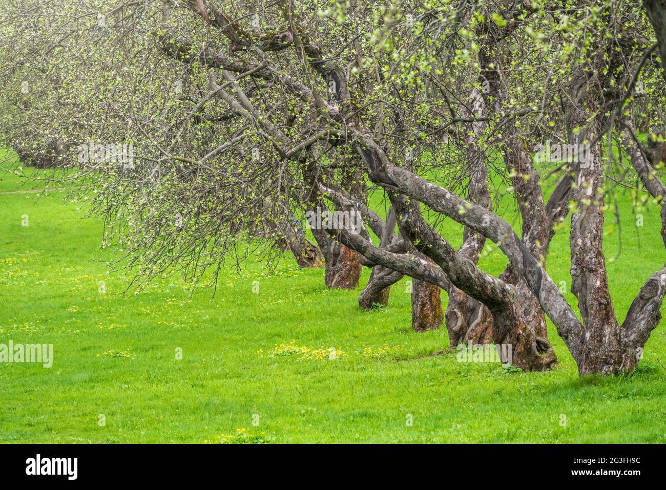 Early spring in a garden with rows of apple trees. Row of apple trees ...