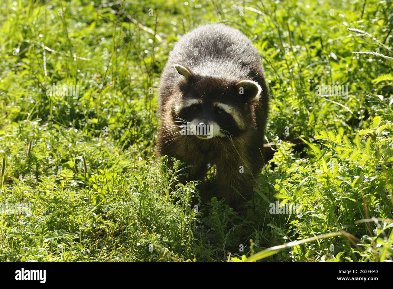Birds wild animals outdoor leaves wild animals hi-res stock photography ...