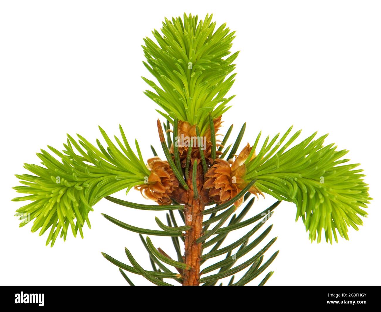 Fir tree branch with young buds, isolated on white Stock Photo - Alamy
