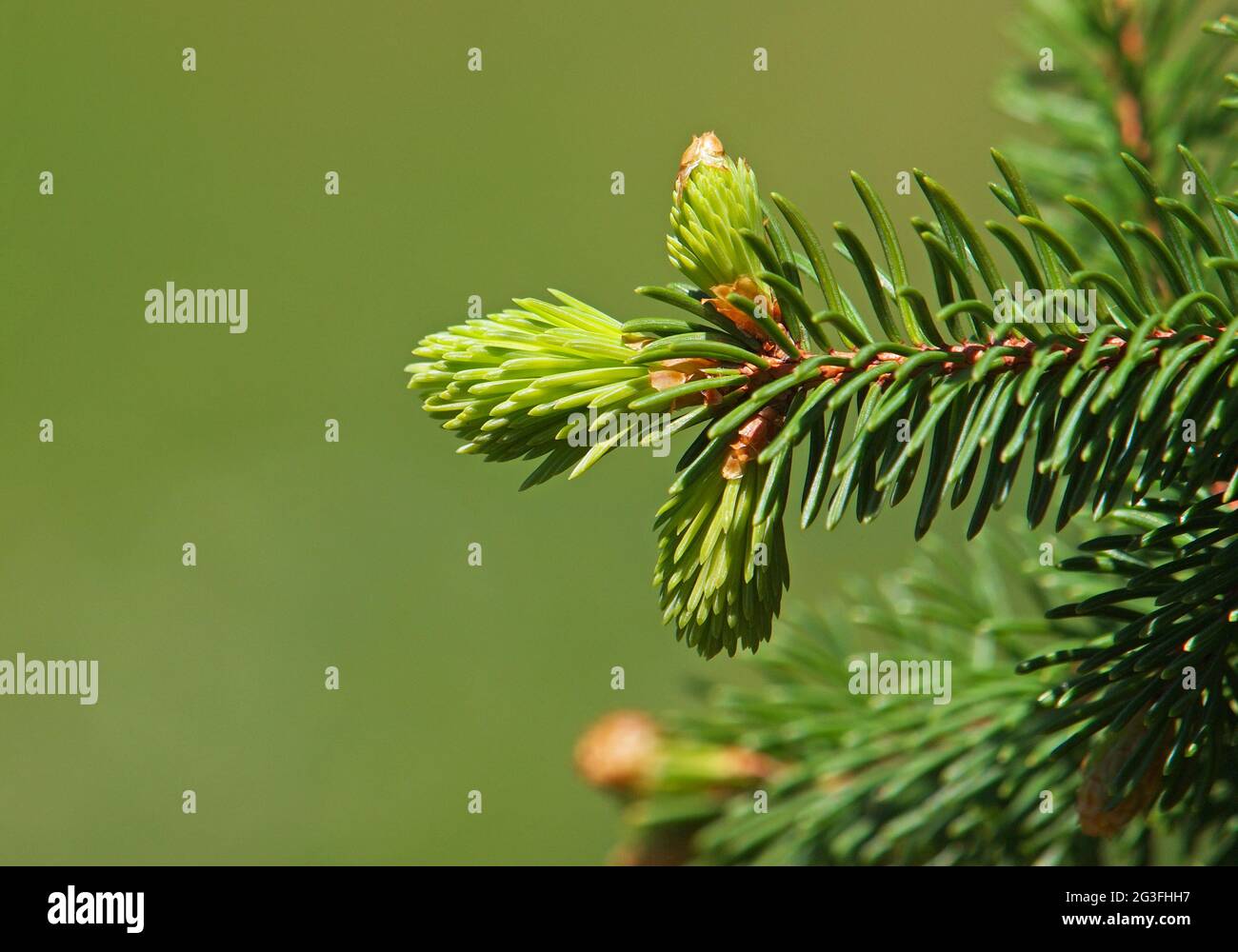 Fir tree branch with young buds Stock Photo - Alamy