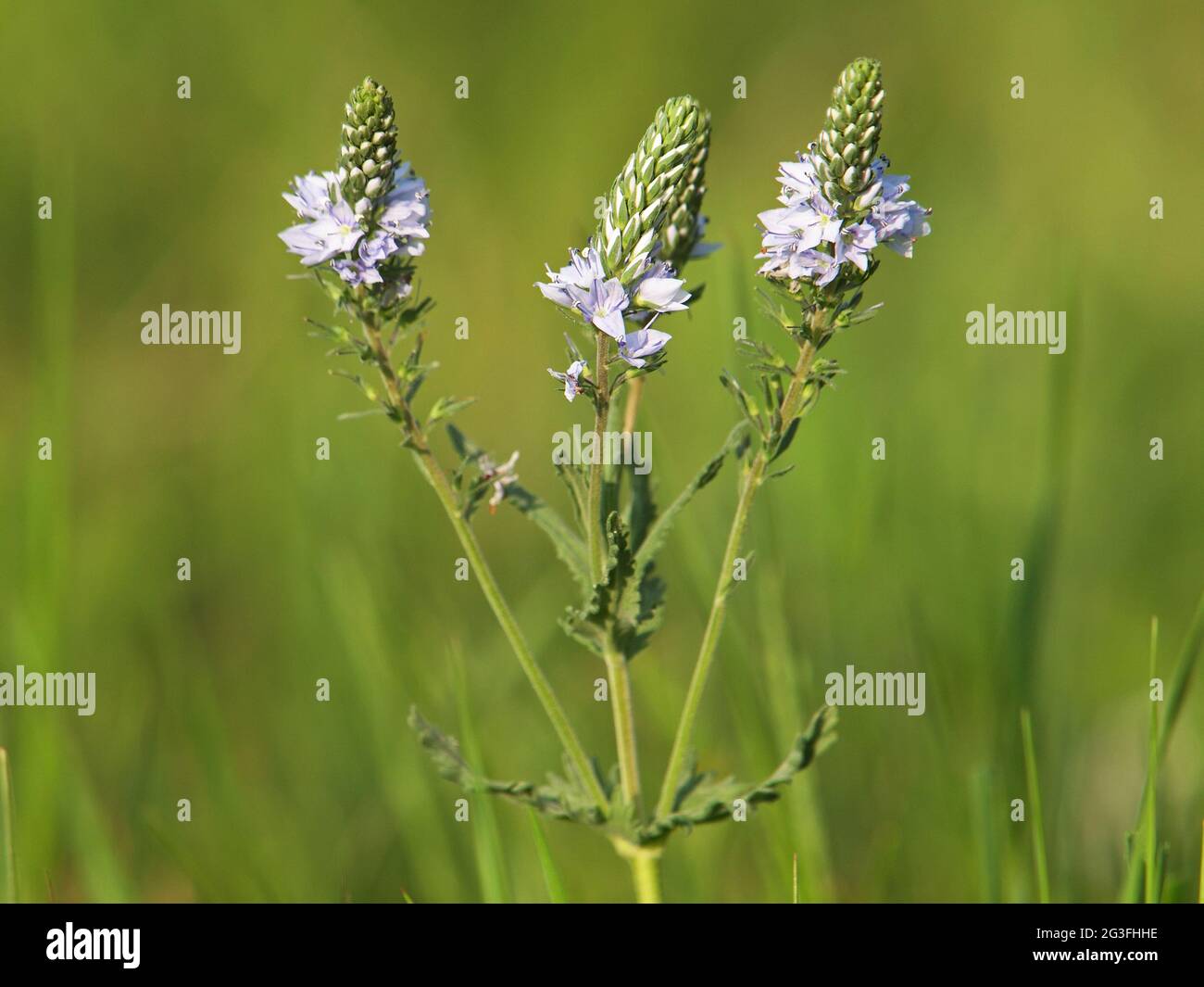Prostrate speedwell, Veronica prostrata Stock Photo - Alamy