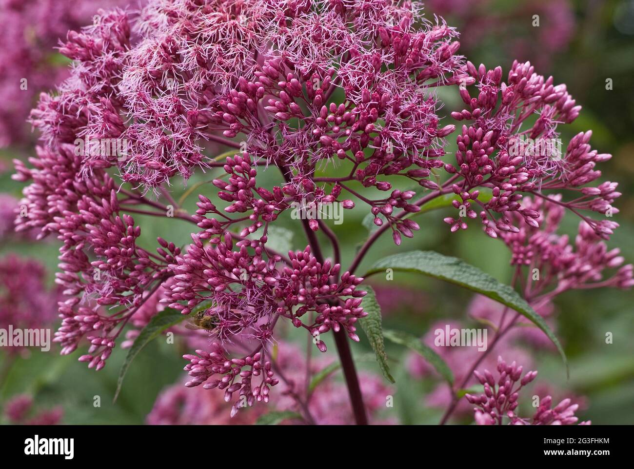 Flower shrub hi-res stock photography and images - Alamy