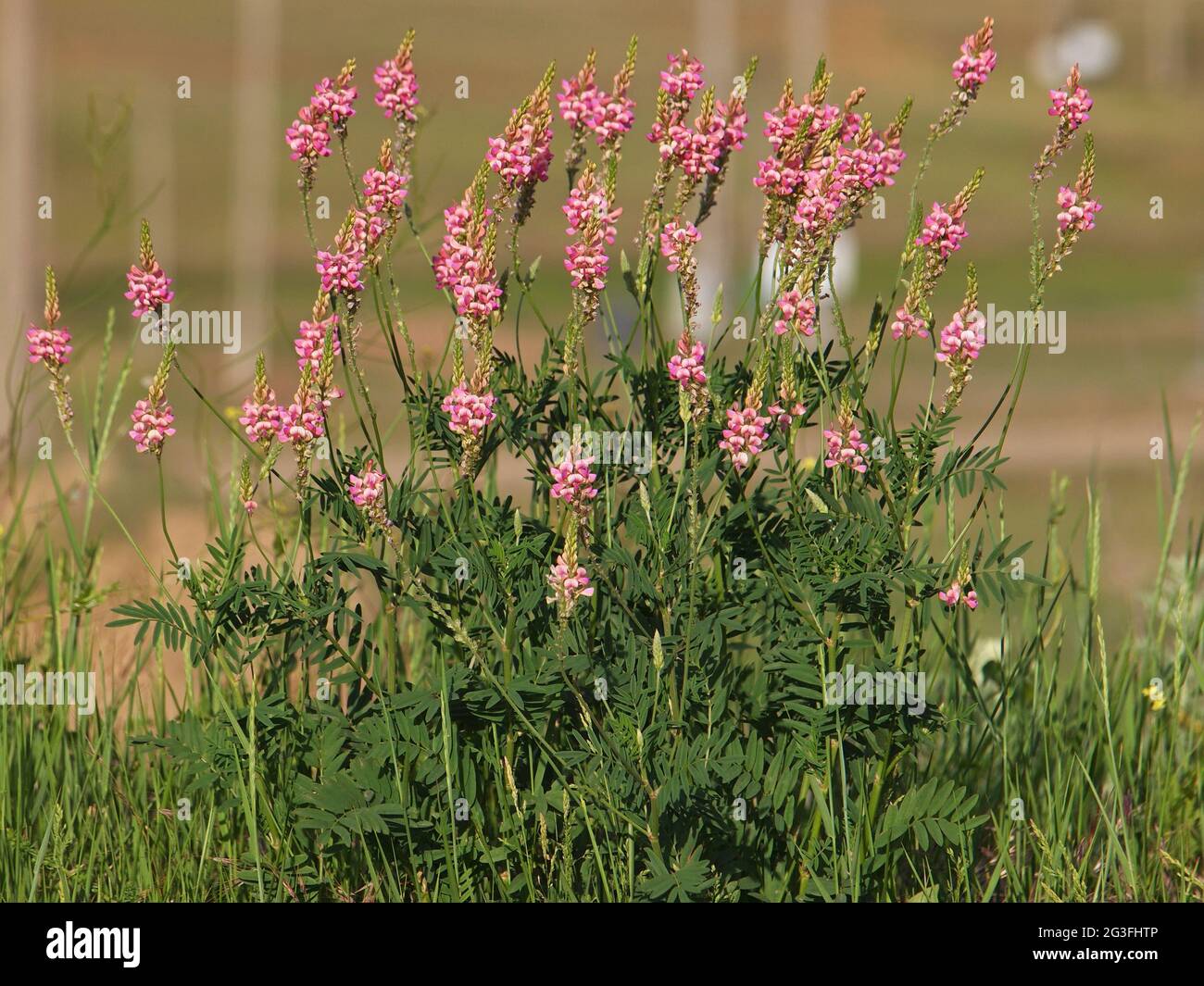 Common sainfoin blooming plant, Onobrychis viciifolia Stock Photo - Alamy