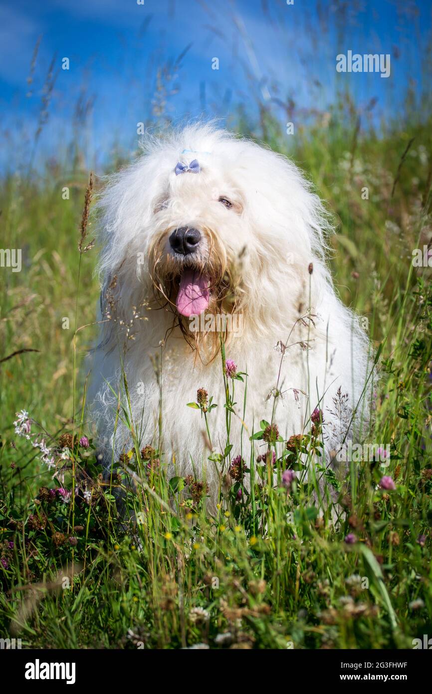Bobtail (Old English Sheepdog) in the meadow Stock Photo - Alamy