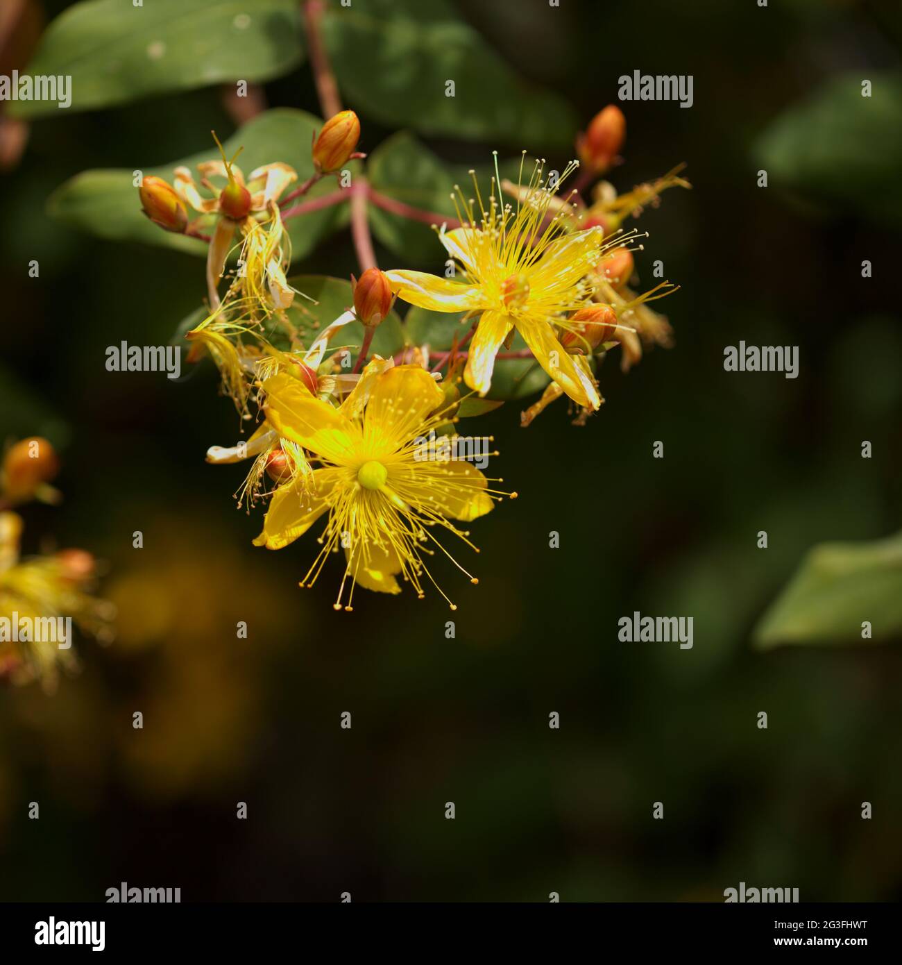 Flora of Gran Canaria - Hypericum glandulosum, endemic to Macaronesia ...