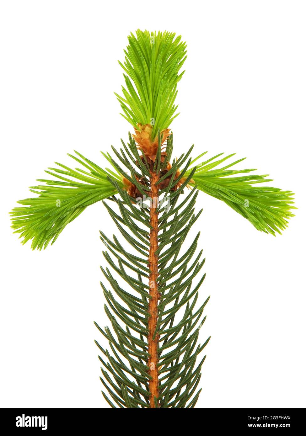 Fir tree branch with young buds, isolated on white Stock Photo - Alamy