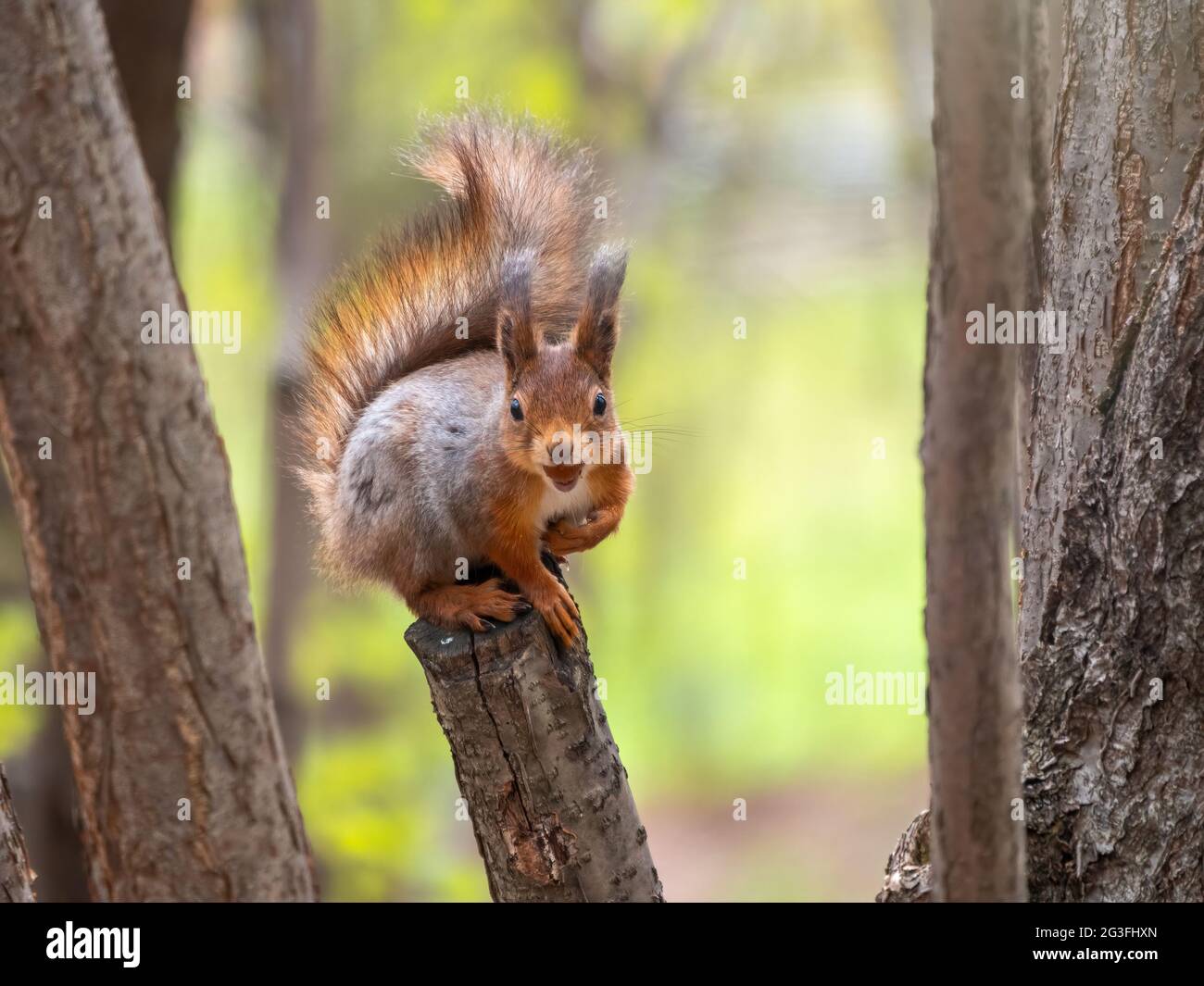 The squirrel with nut sits on a branches in the spring or summer ...