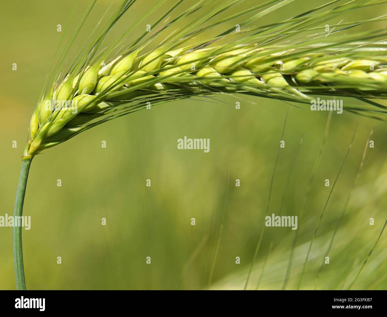 Green ear of wheat Stock Photo - Alamy