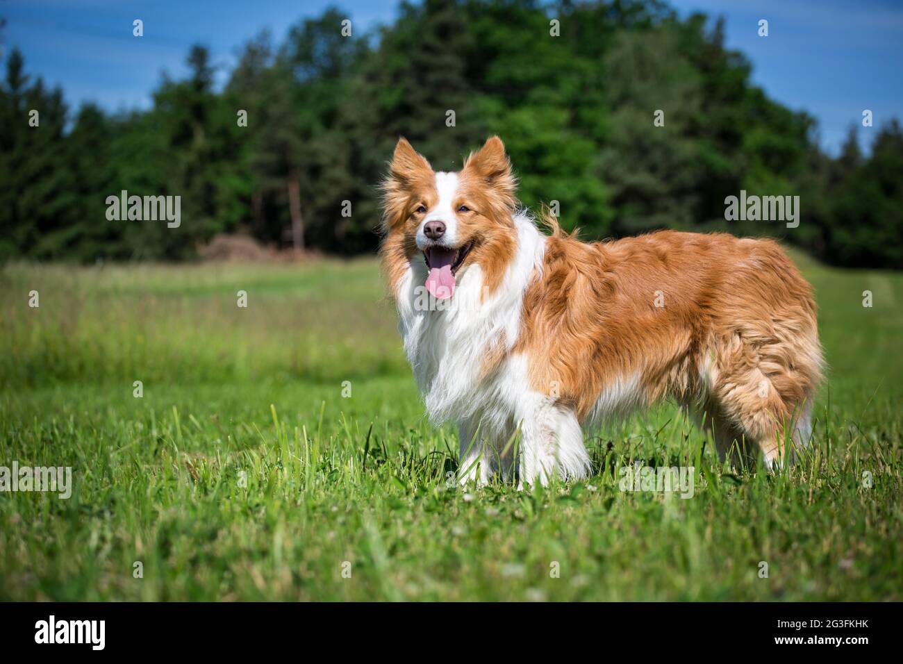 Border Collie standing Stock Photo - Alamy