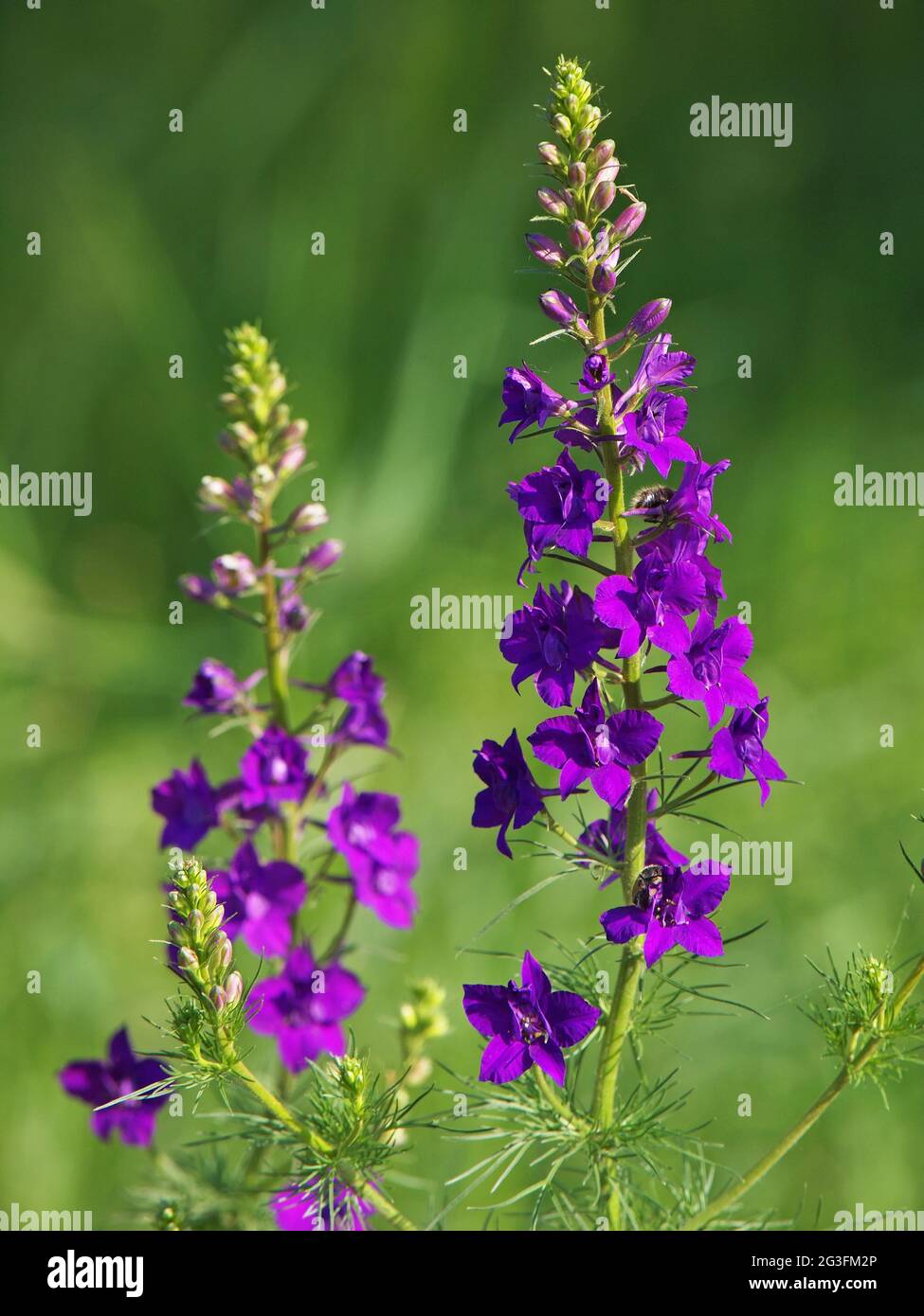 Larkspur with purple flowers, Consolida orientalis Stock Photo - Alamy