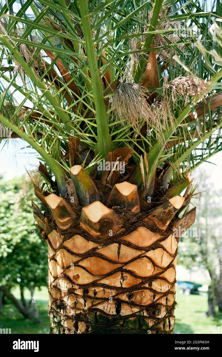 Date palm trunk with green branches. Close-up Stock Photo - Alamy