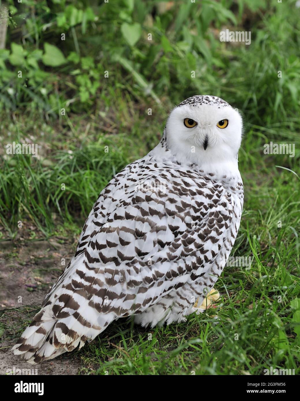 Eule in nature hi-res stock photography and images - Alamy