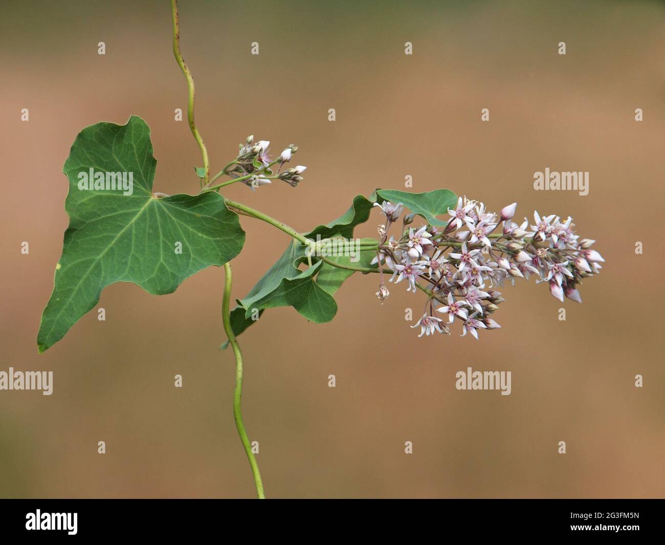 Cynanchum hi-res stock photography and images - Alamy