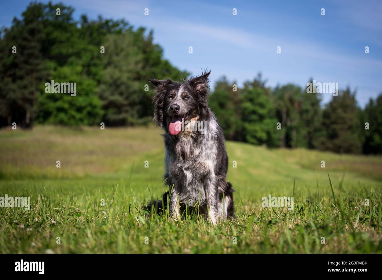 Border Collie sitting Stock Photo - Alamy