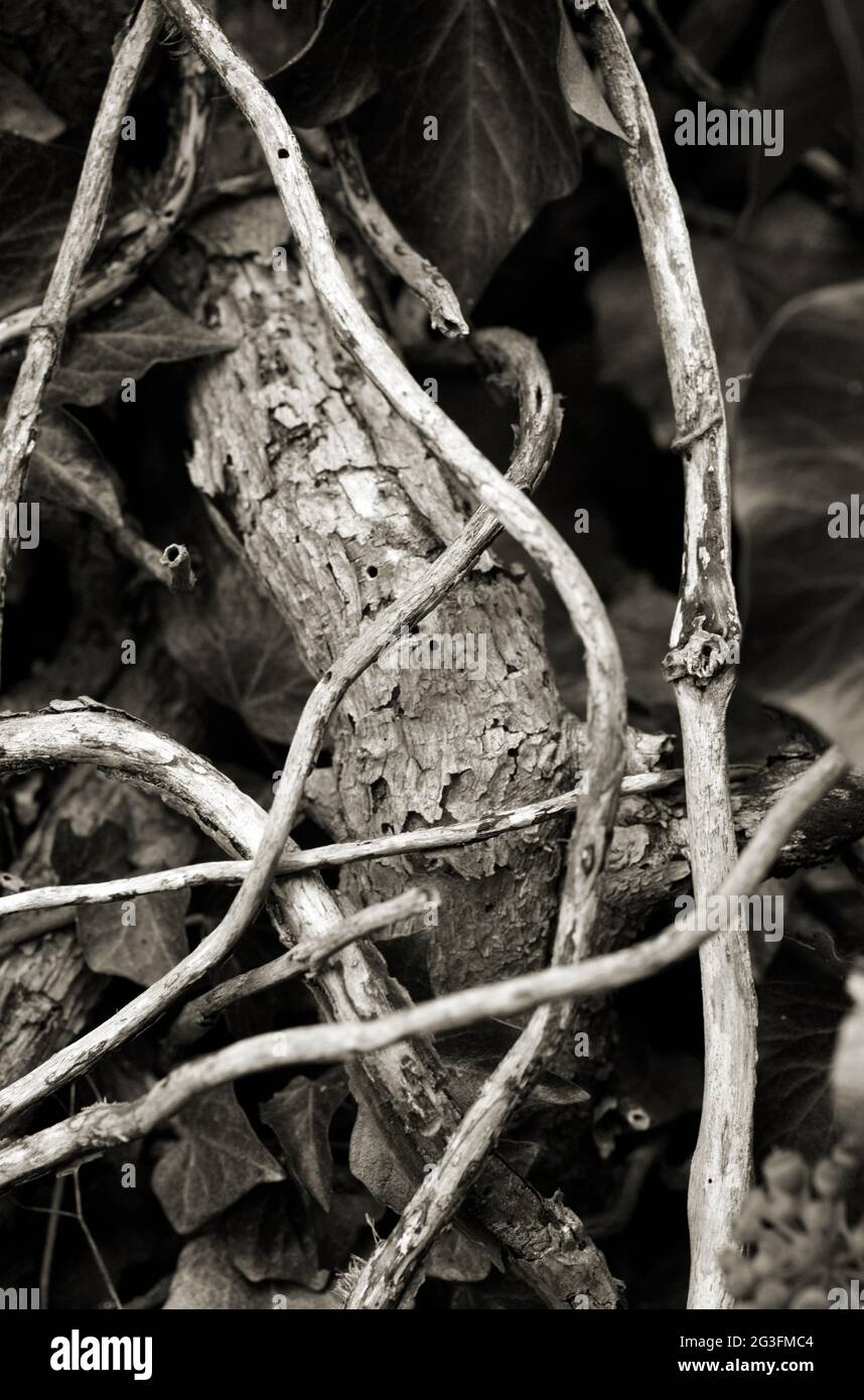 Rotten stumps hi-res stock photography and images - Alamy