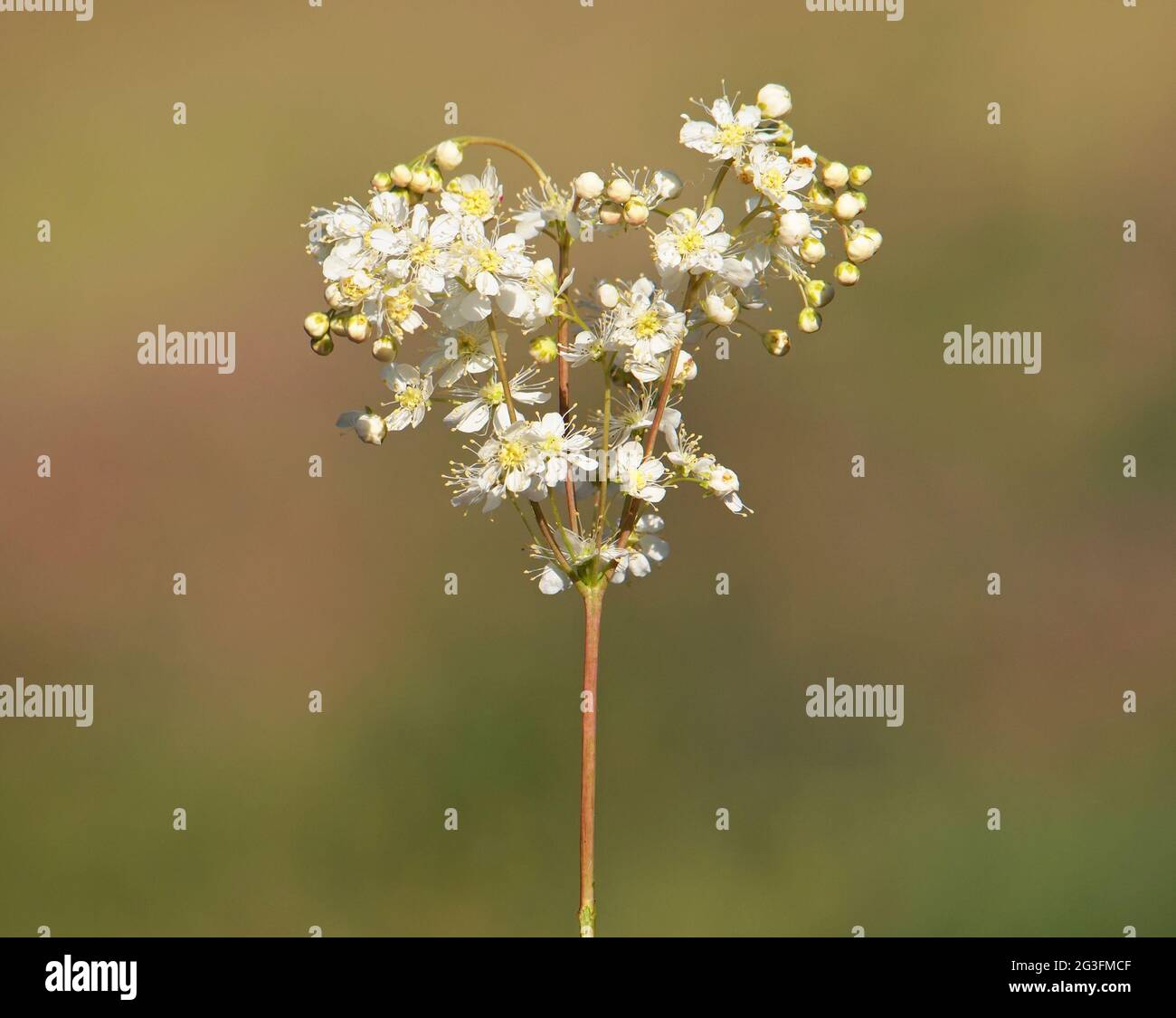 Filipendula vulgaris hi-res stock photography and images - Alamy