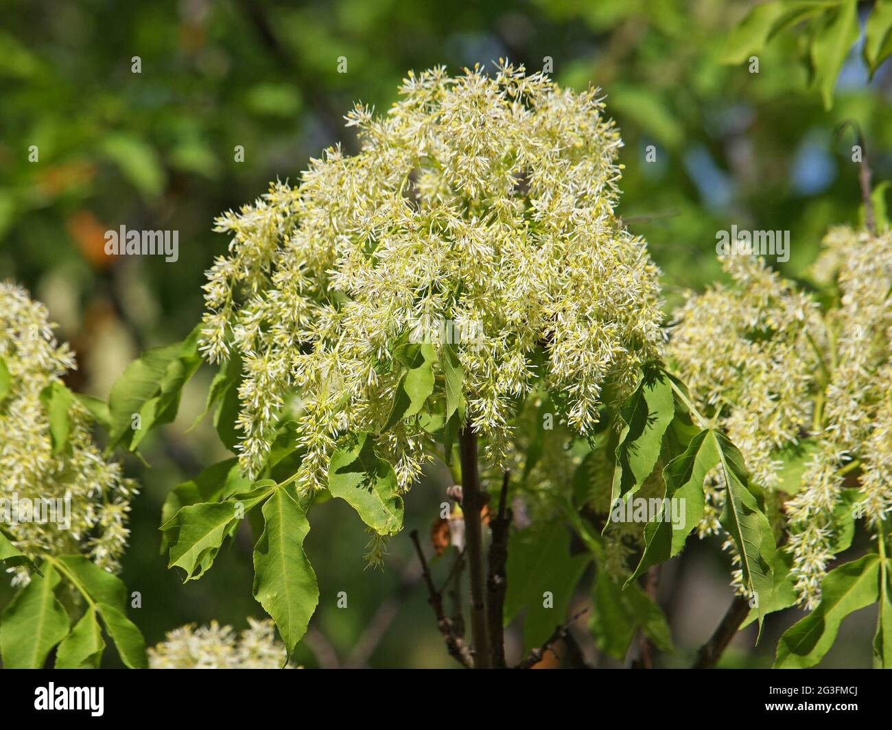 Manna ash or flowering ash tree blossom, Fraxinus ornus Stock Photo - Alamy