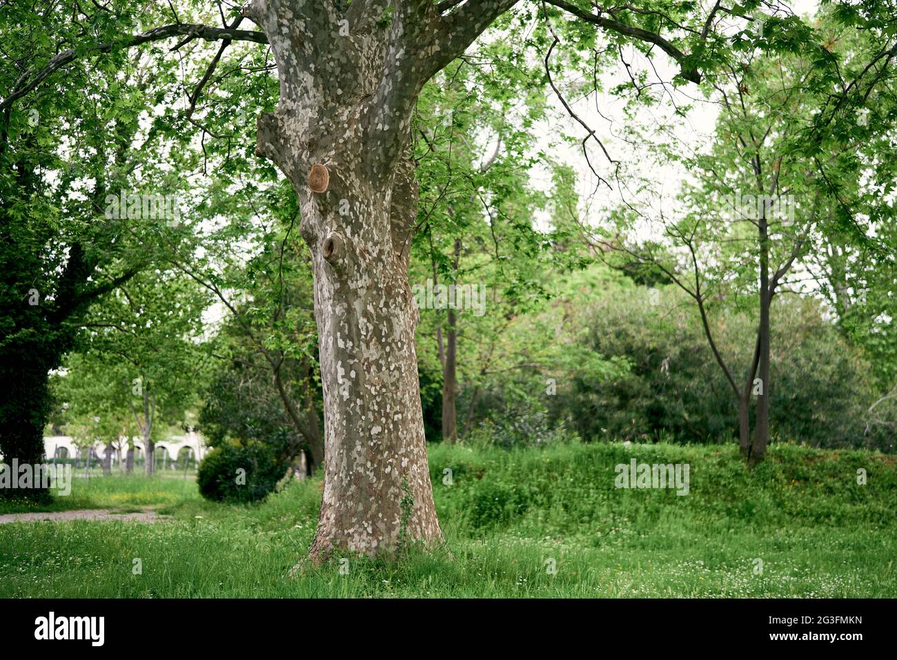 Large branchy tree hi-res stock photography and images - Alamy