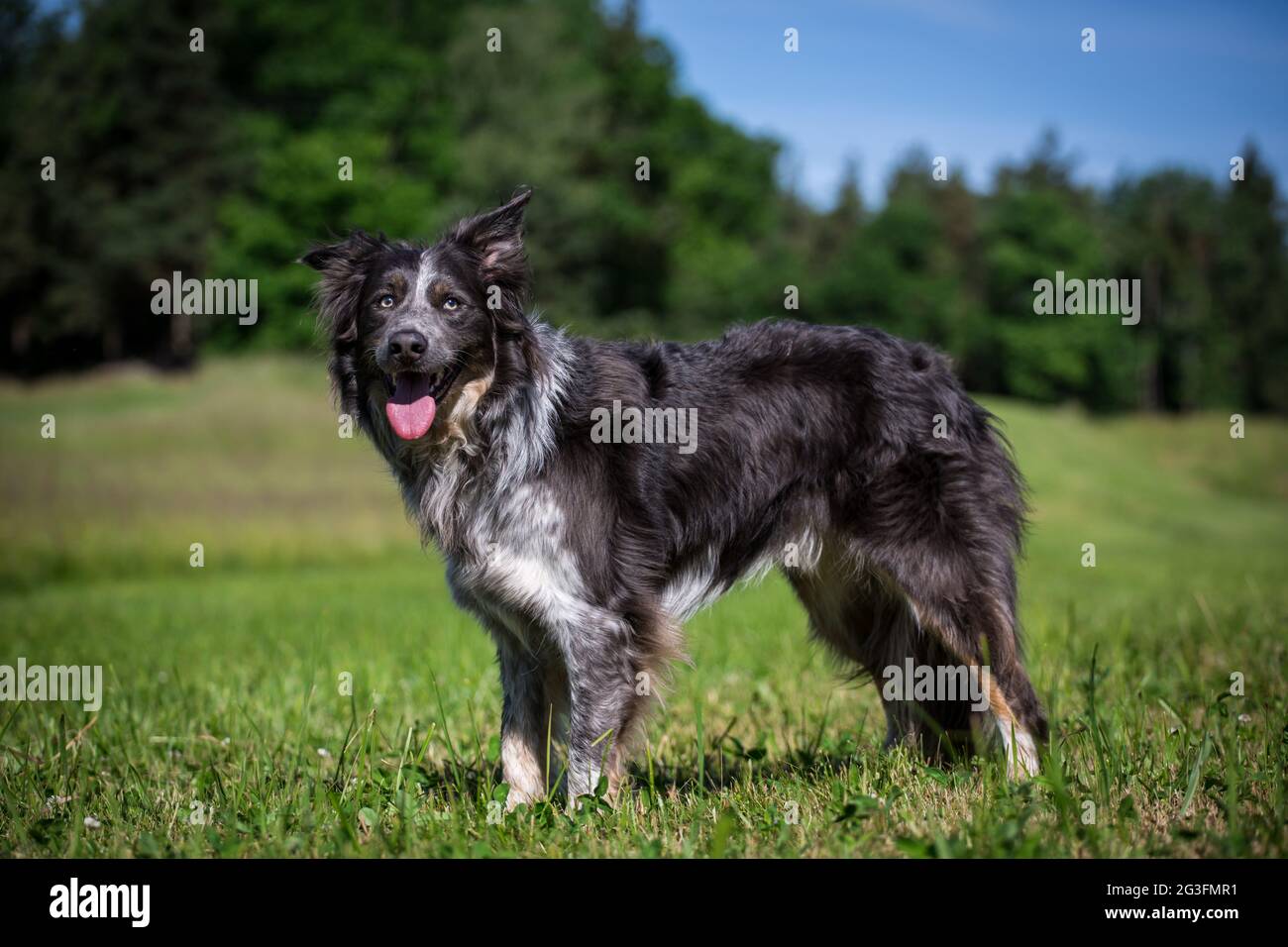Border Collie standing Stock Photo - Alamy