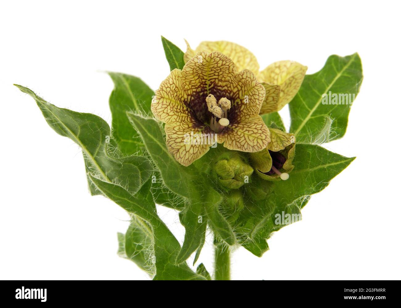 Henbane isolated hi-res stock photography and images - Alamy