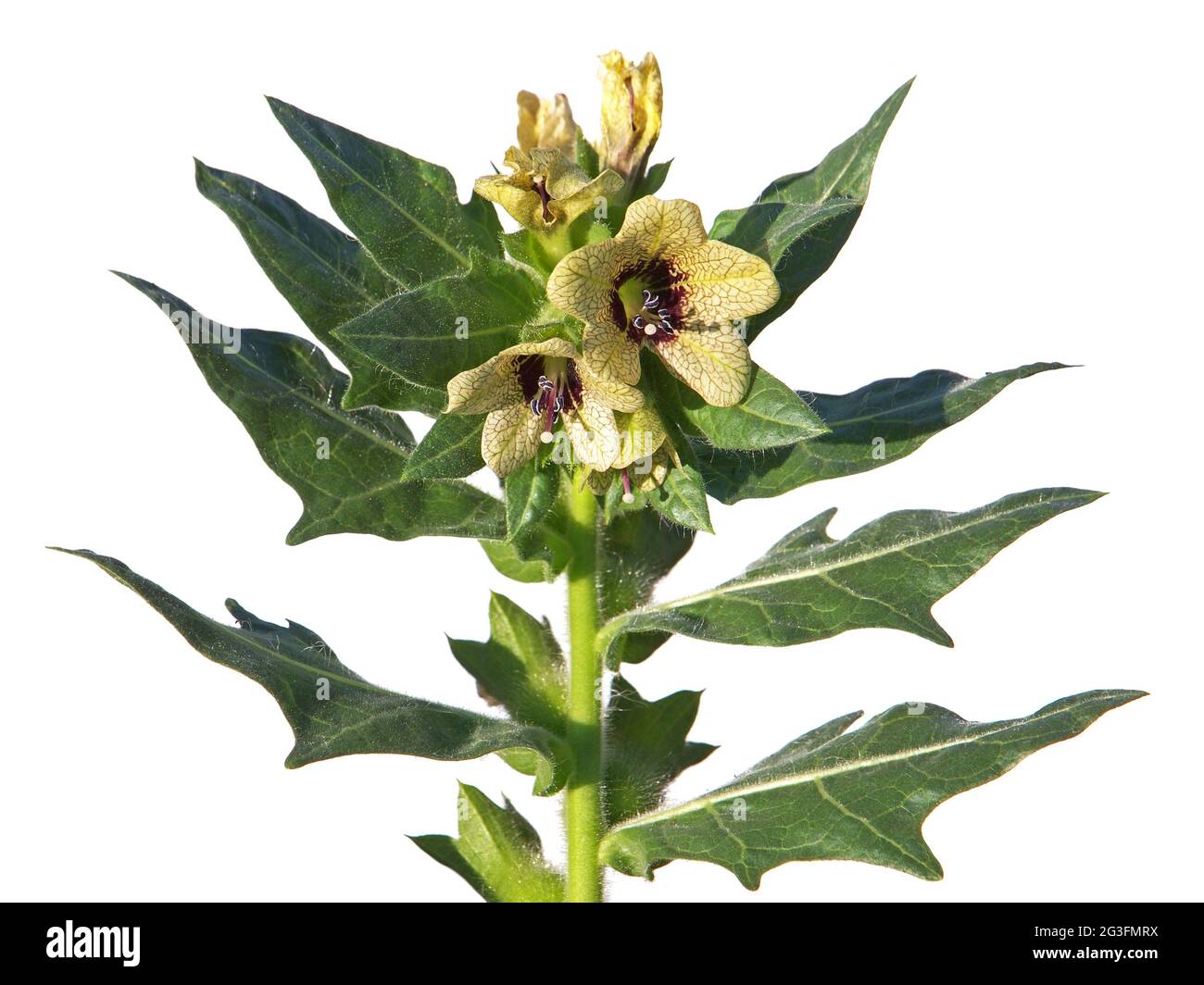 Henbane isolated hi-res stock photography and images - Alamy