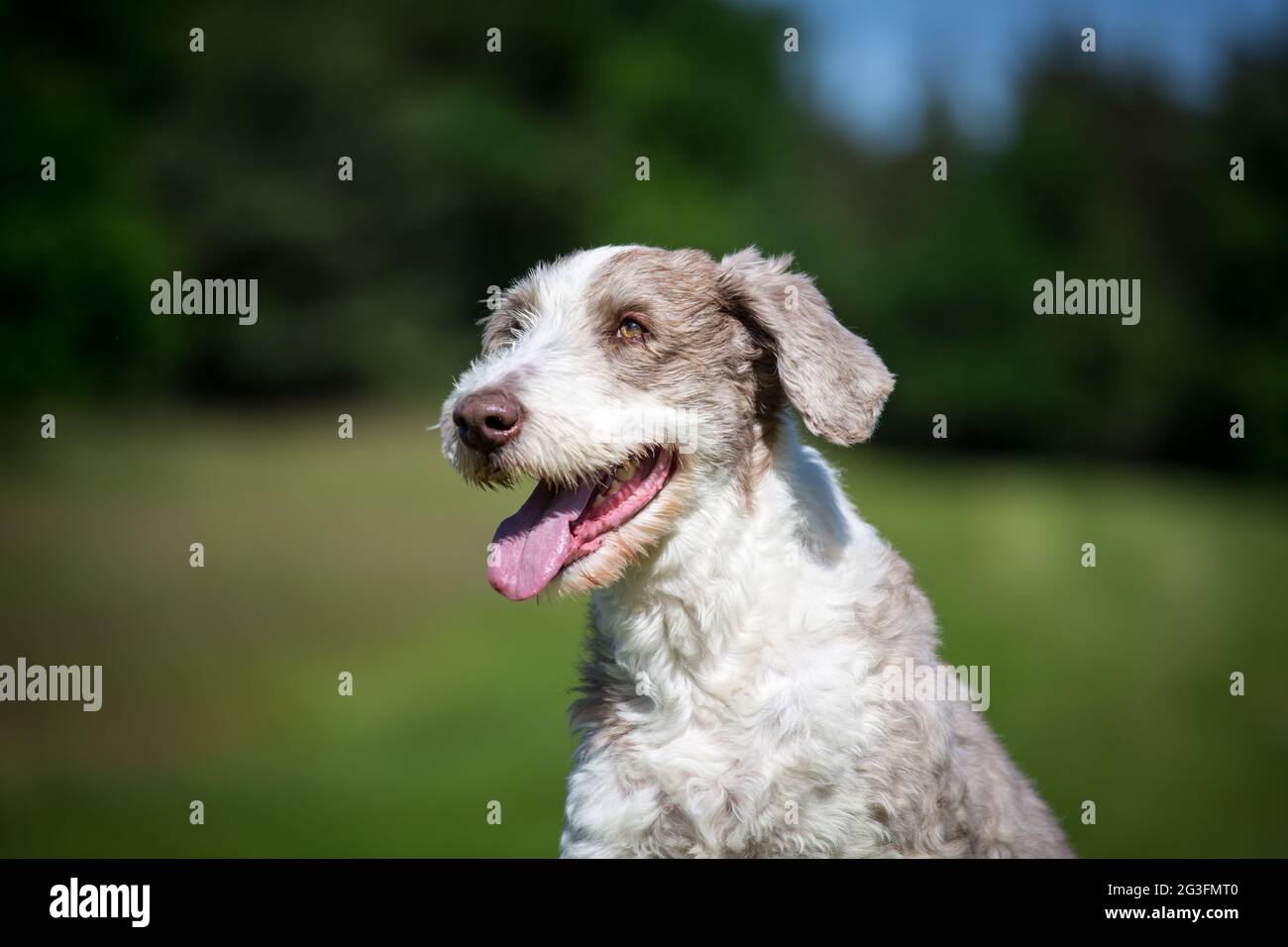 Bearded collie hi-res stock photography and images - Alamy