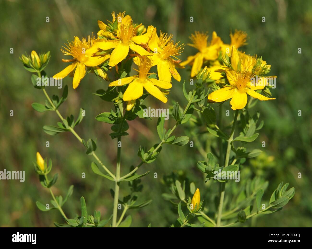 Yellow flowers of common or perforate St John's wort, Hypericum ...
