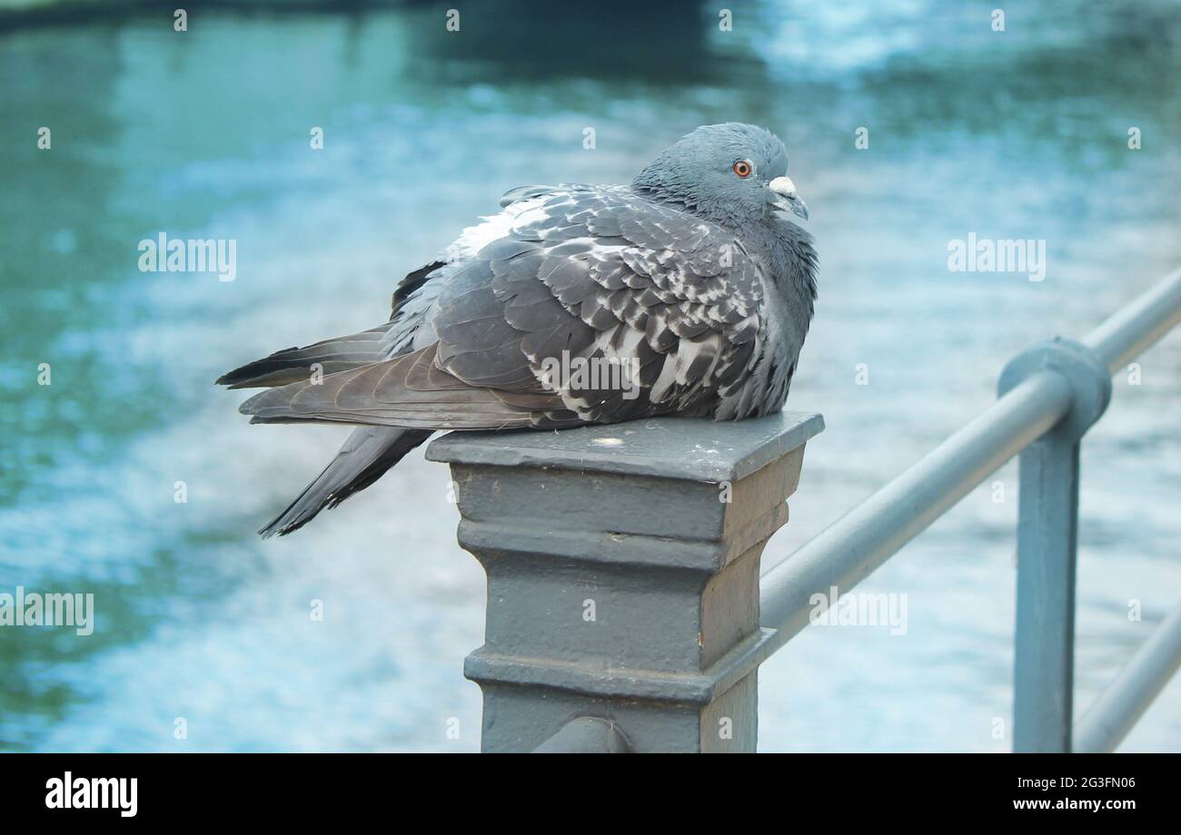 Dove feet hi-res stock photography and images - Alamy