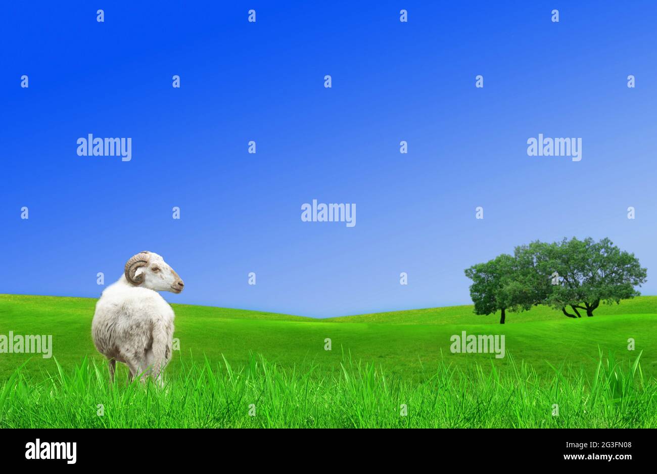 Watch the lamb hi-res stock photography and images - Alamy